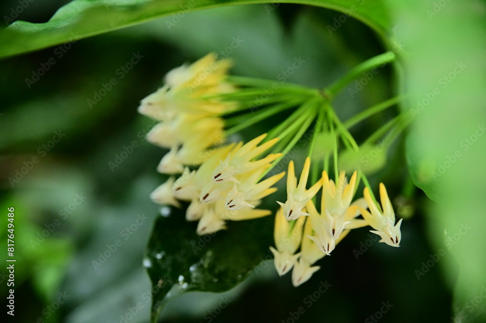 Hoya multiflora (Shooting Star Hoya), is an evergreen climbing shrub ...