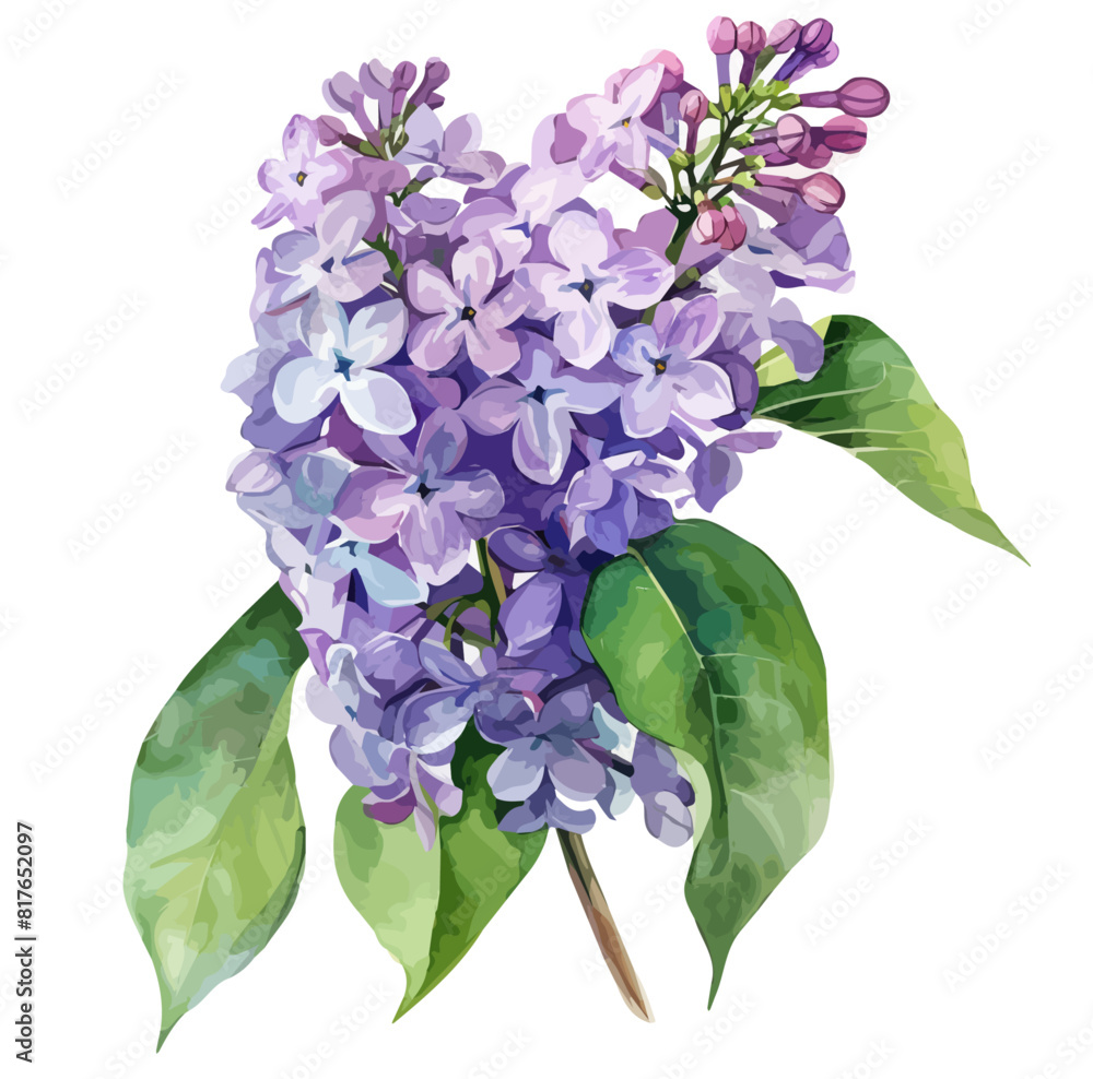 Watercolor painting vector of a lilac plant, isolated on a white ...