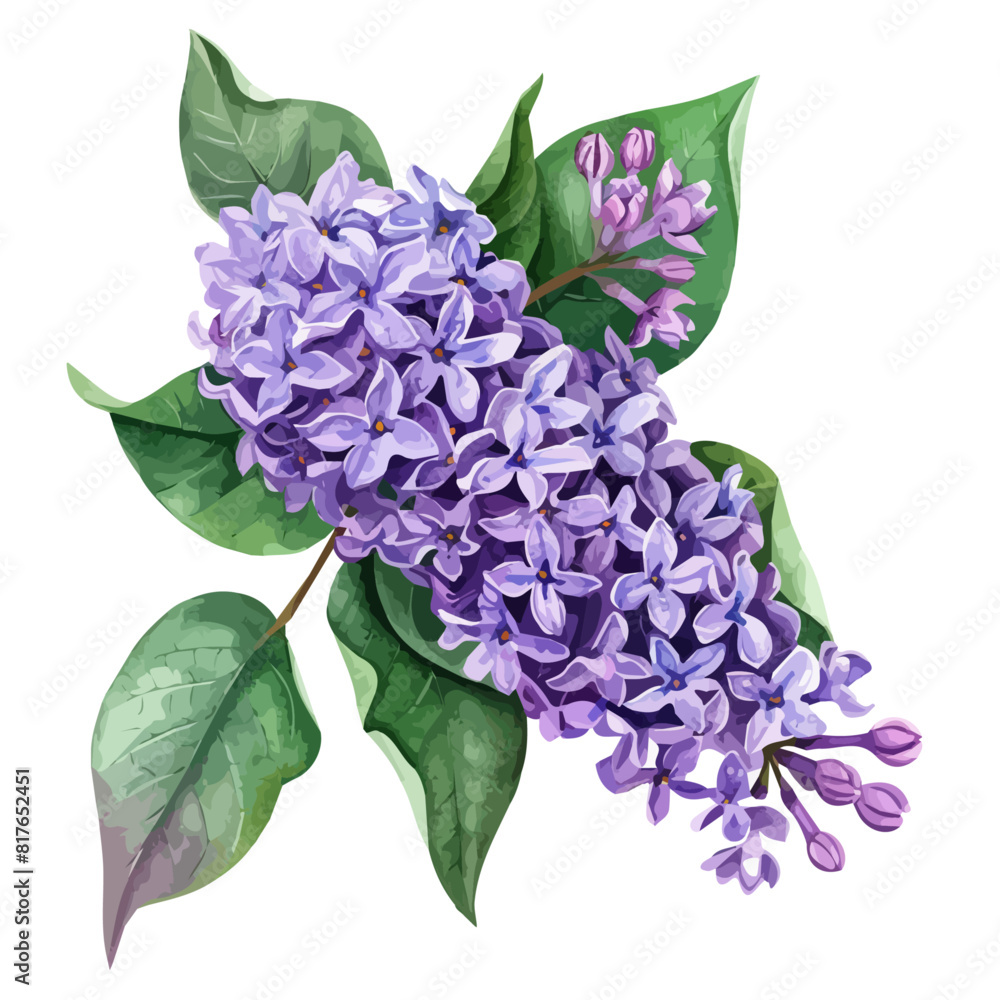 Watercolor painting of a lilac flower, isolated on a white background ...