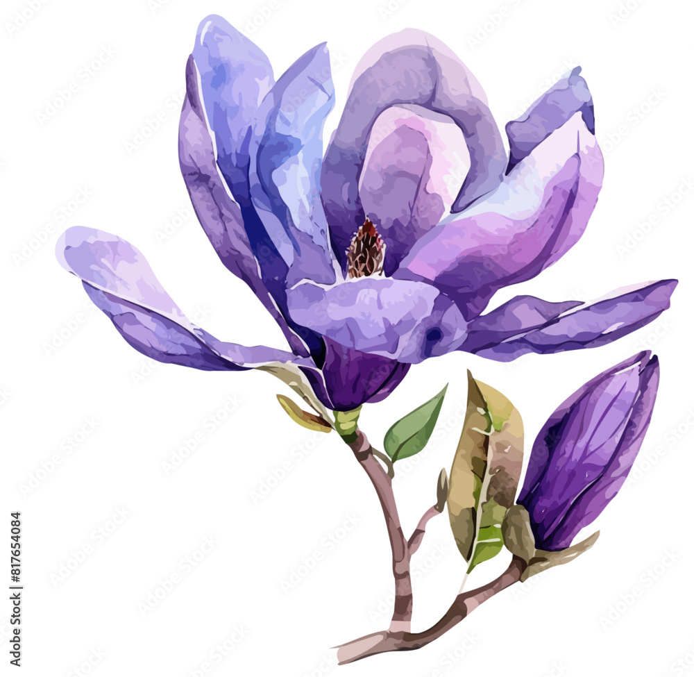Watercolor vector of a purple magnolia flower, isolated on a white ...