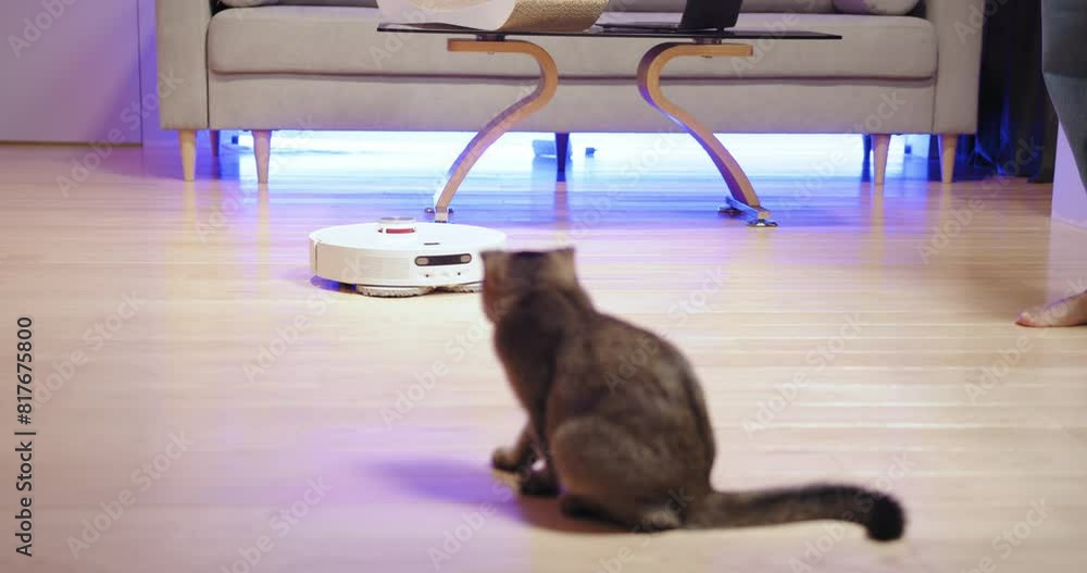 Cat Play on Robot Vacuum in Modern Home. Smartly lit modern living room ...