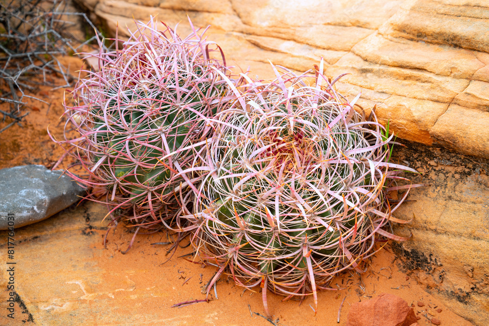 Foto de Fishhook, candy or Arizona barrel cactus (Ferocactus wislizeni ...