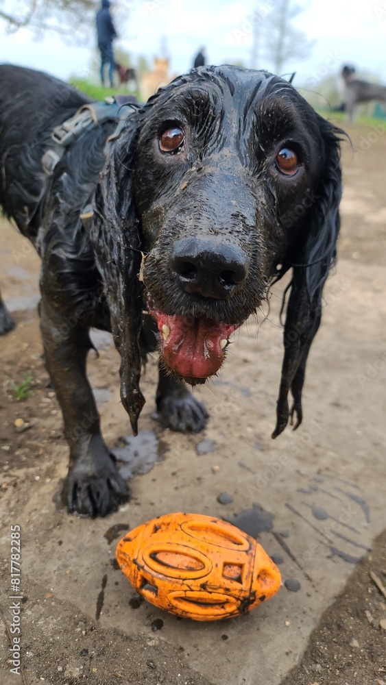 The swamp monster - super muddy black English Cocker Spaniel smiling ...