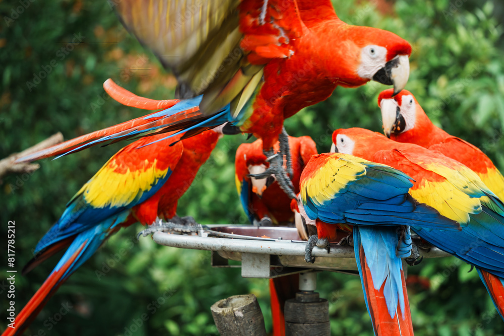 Close-up of macaws that are a group of New World parrots that are long ...