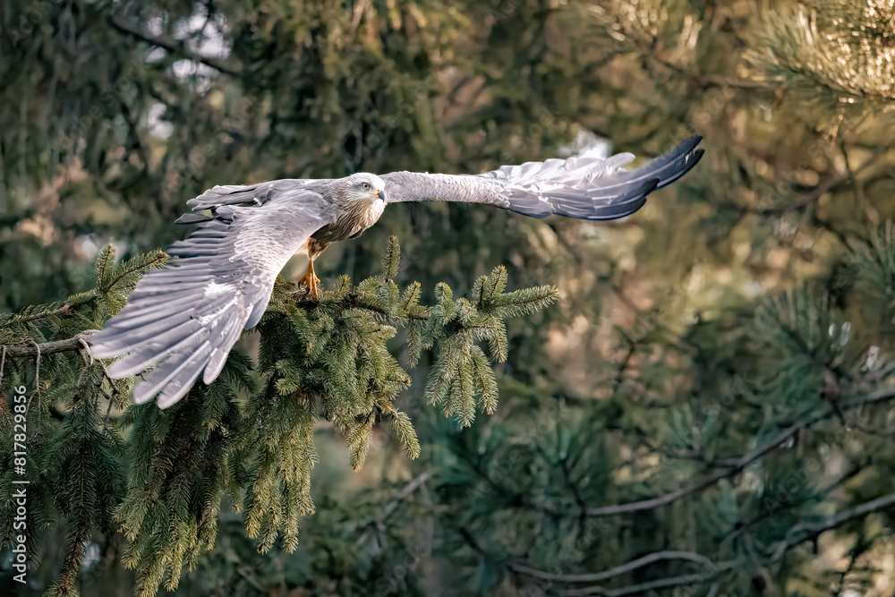 Hawk taking off from a branch in the forest. Stock Photo | Adobe Stock