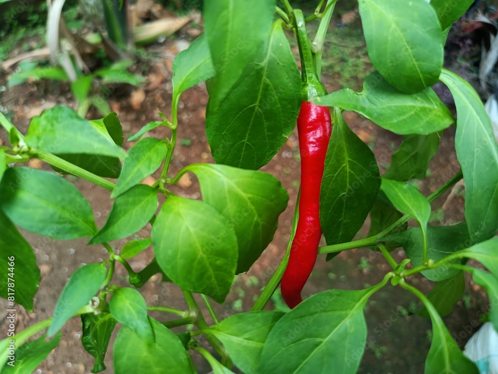 Capsicum frutescens is a wild chili pepper having genetic proximity to ...