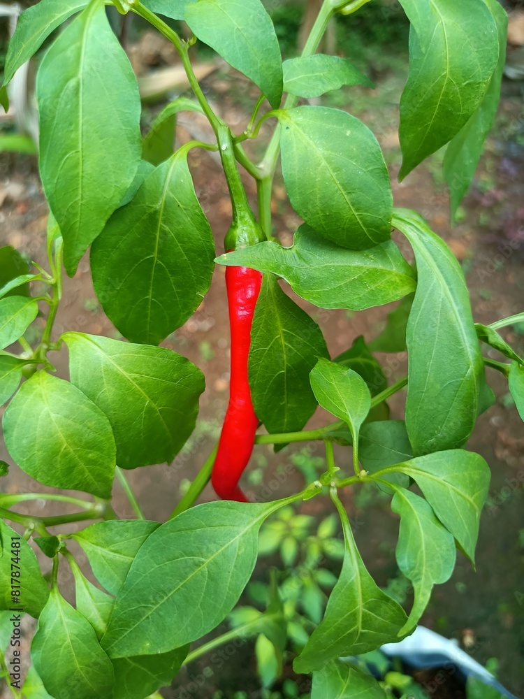 Capsicum frutescens is a wild chili pepper having genetic proximity to ...