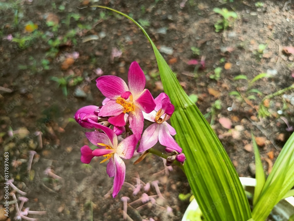 Spathoglottis plicata, commonly known as the Philippine ground orchid ...
