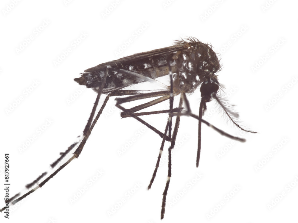 Macro of a female Aedes mosquito on lateral view on a white background ...