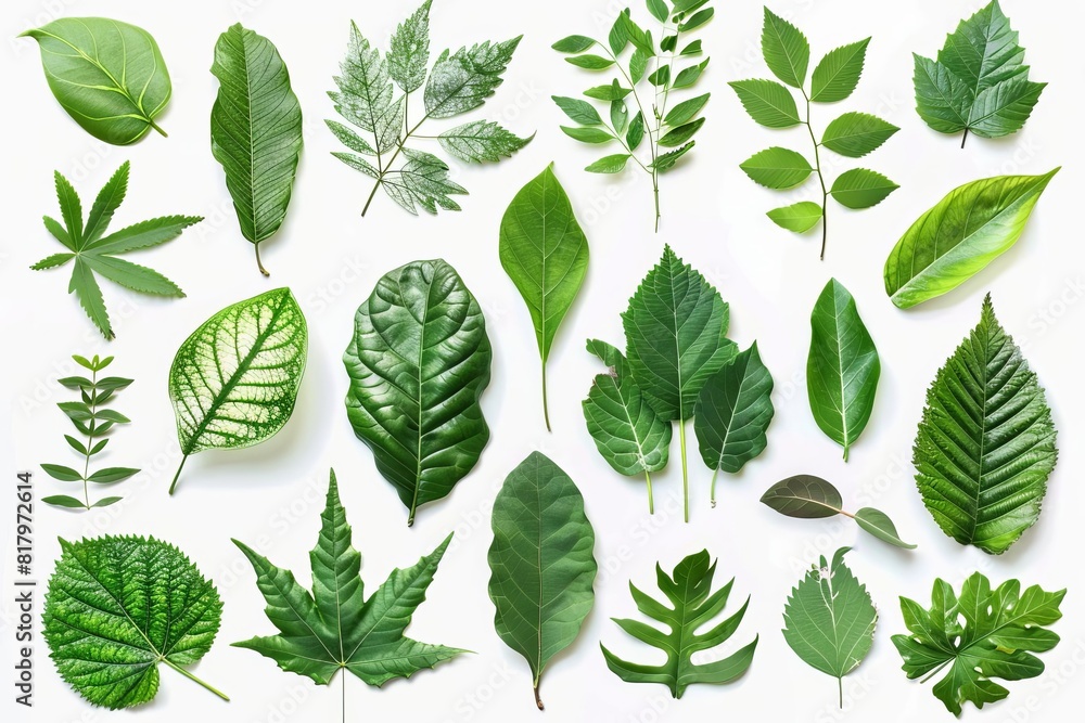 assorted green leaves collection isolated on white background various ...