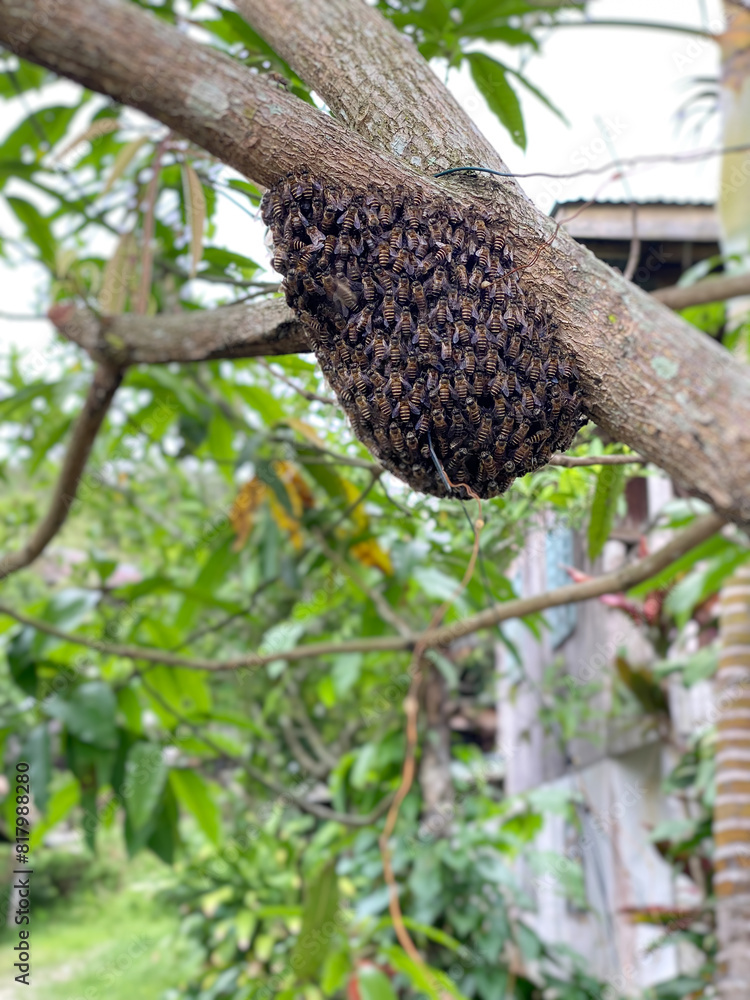 Honeybee swarms on mango tree background. Side view. Stock photo. Stock ...
