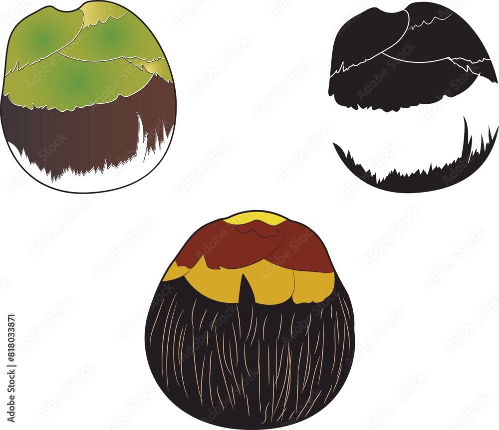 Vector illustration, Asian Palmyra palm, Toddy palm, Sugar palm ...