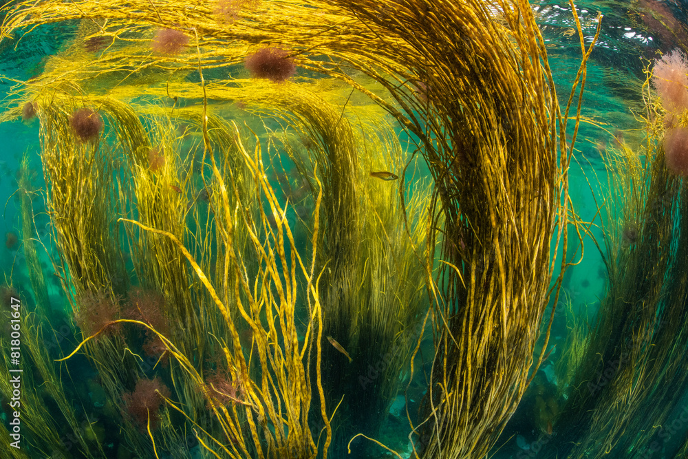 Spaghetti seaweed (Himanthalia elongata) forest floating up to the ...