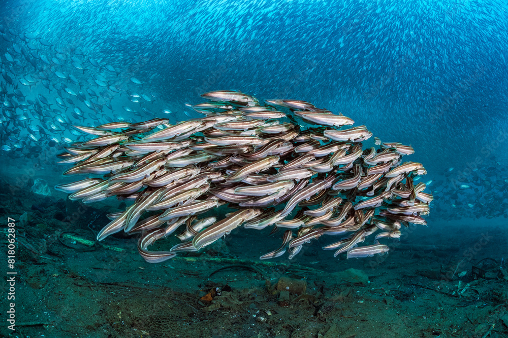 Striped catfish (Plotosus lineatus) school swimming over seabed, with ...