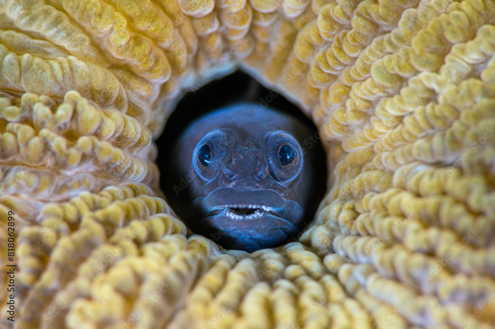 Male Blackhead blenny (Emblemariopsis bahamensis) peering out from a ...