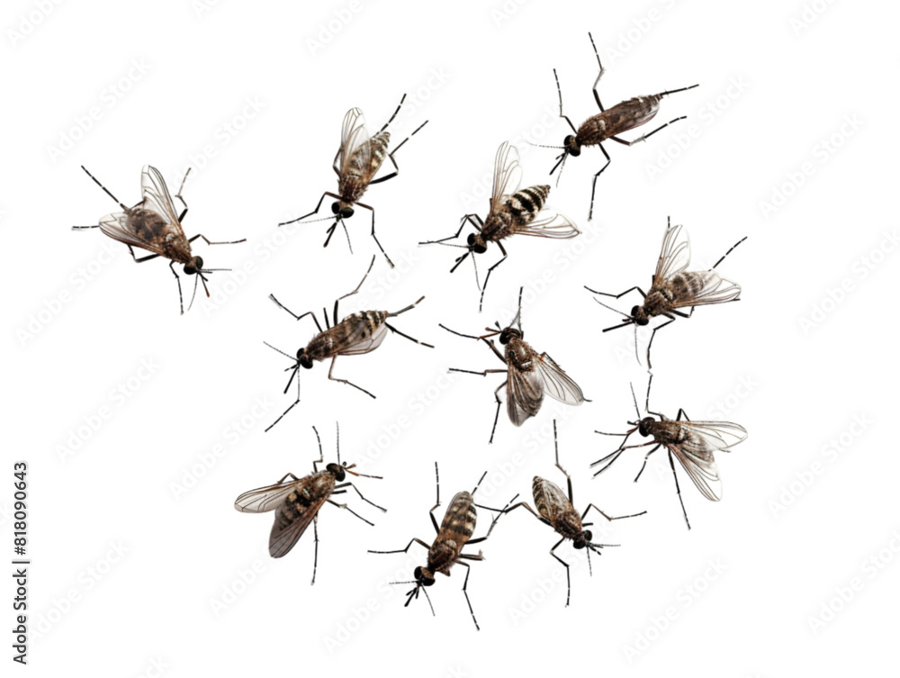 photograph of Mosquito die in the prone position due to exposure to ...
