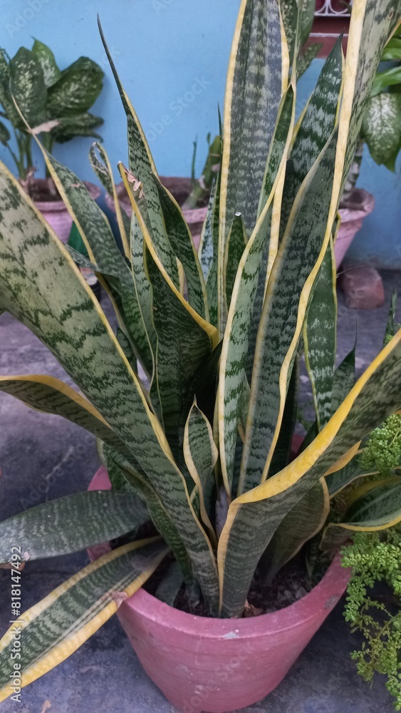 Dracaena trifasciata , snake plant , sword, mother-in-law's tongue, and ...