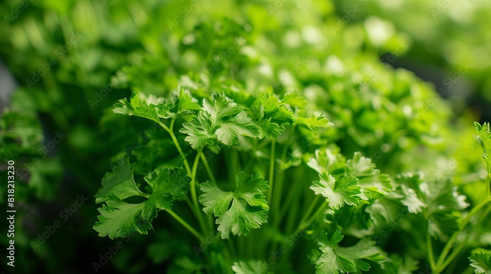 Growing cilantro harvest and producing vegetables cultivation. Concept ...
