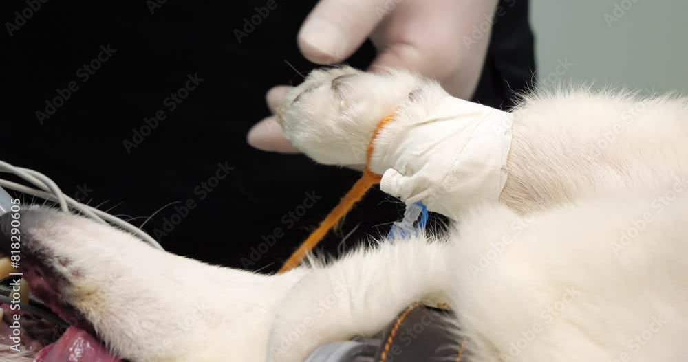 Vidéo Stock The veterinarian uses a syringe to inject medication ...