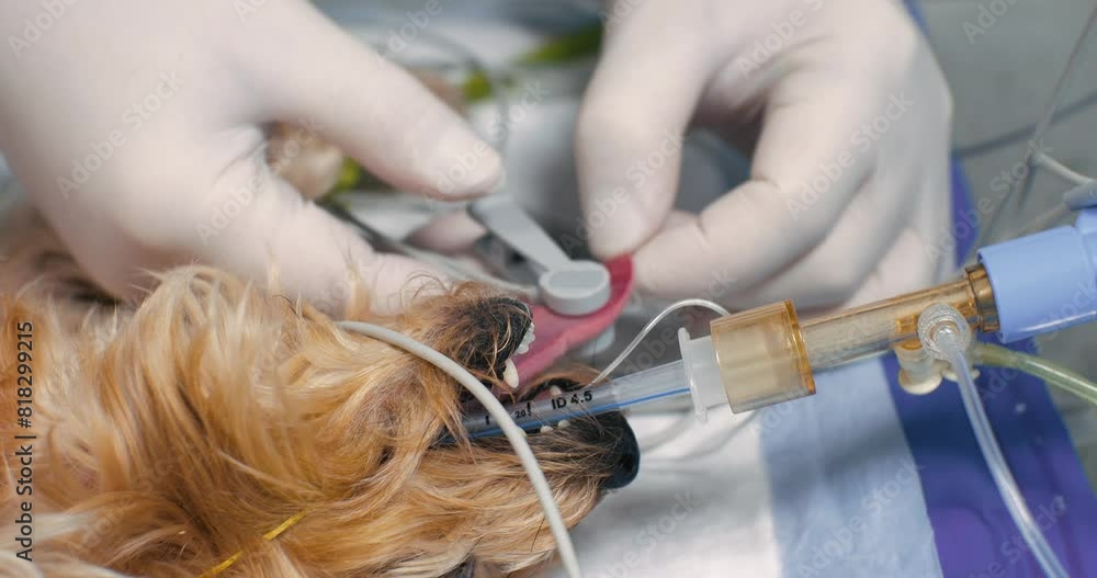 During surgery, a pulse oximeter is placed on the dog's tongue to ...