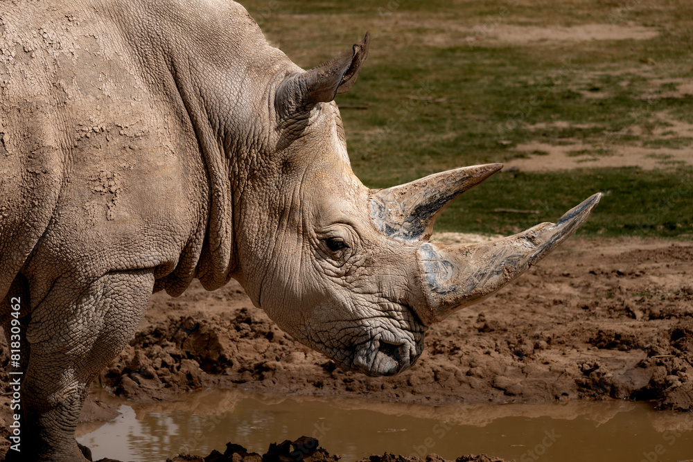 Rhino general shot at the zoo, real photo, lateral view, headshot Stock ...