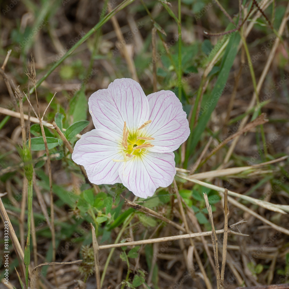 A nearly white pink primrose, Oenothera speciosa. growing in the grass ...