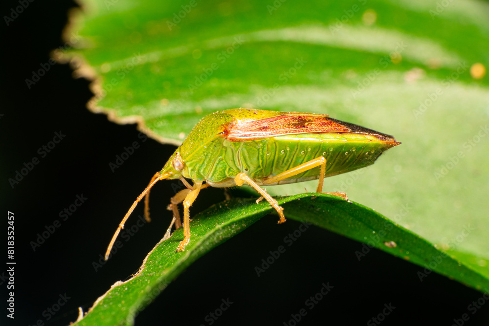 Monte bug, name in Brazil (Maria Fedida) in a garden on the leaves ...