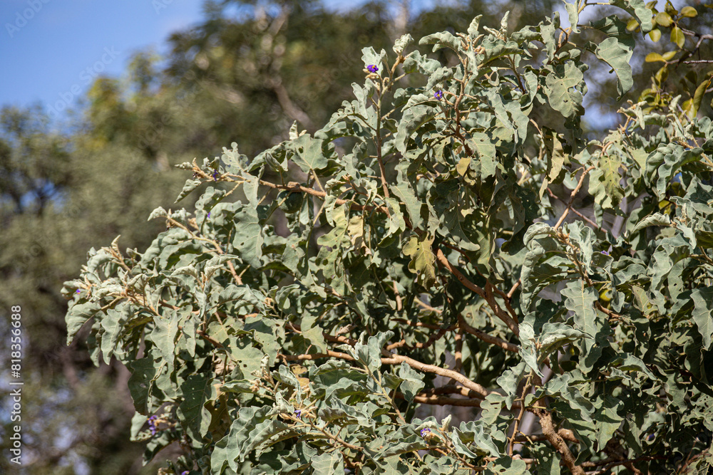Lobeira Rare wolf plant that produces fruit appreciated by the maned ...