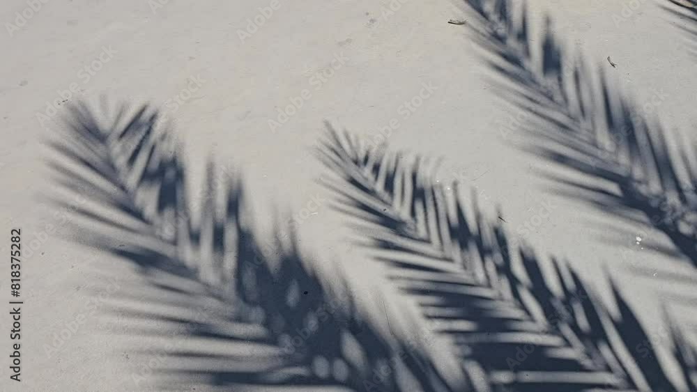 Abstract silhouette shadow white background of natural leaves tree ...