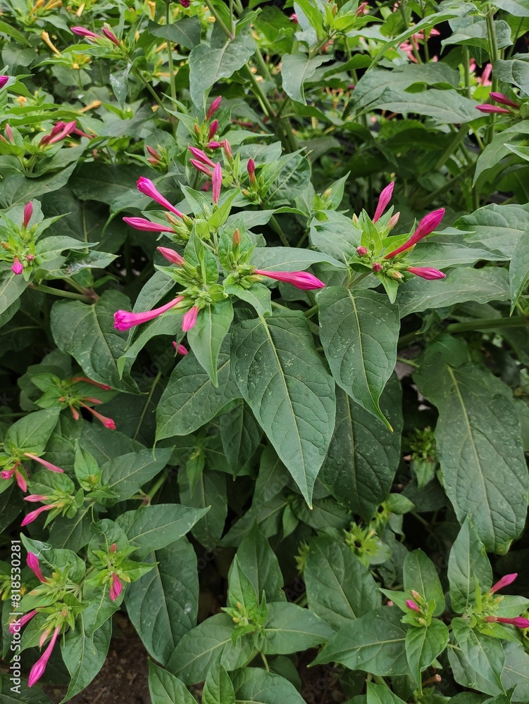 Pink Flower, commonly known as the wonder flower of Peru, mirabilis ...