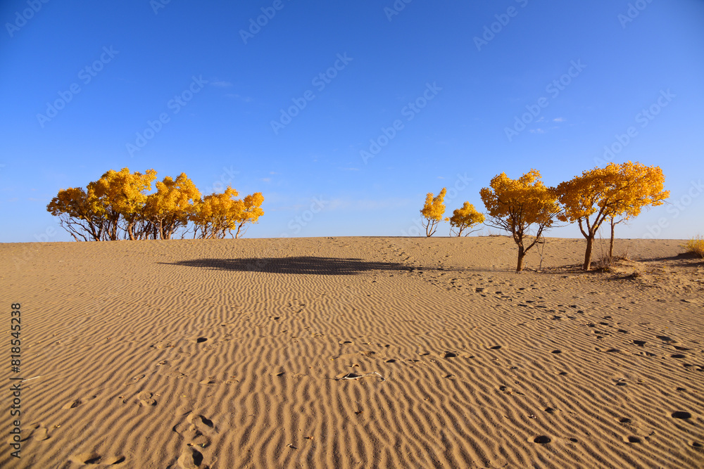 In the desert's harsh embrace, they stand, The poplar sturdy, enduring ...