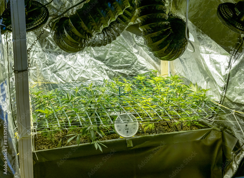 SoG Sea of Green net hemp cultivation technique Growing pot in growtent indoor Vegetative stage ...