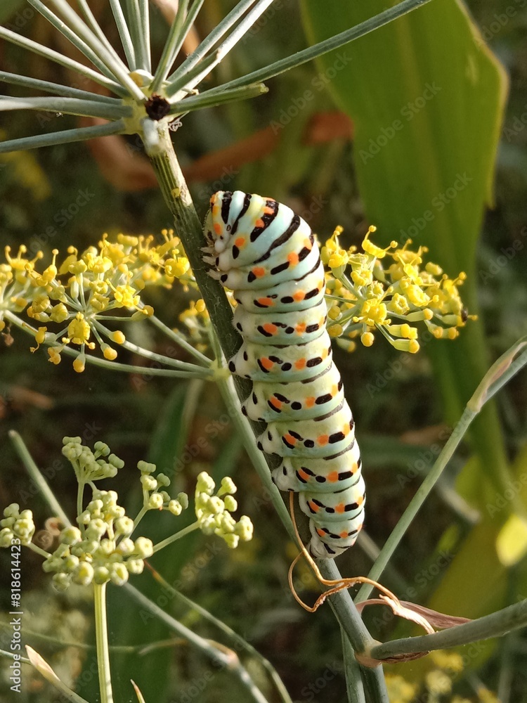 The huge Asian death's head hawkmoth caterpillar has a dim green body ...
