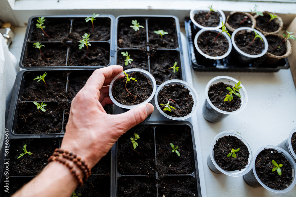 Hand planting seedlings in pots is crucial for better growth in ...