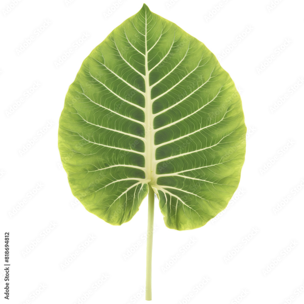 Alocasia leaf large arrow shaped leaf with prominent veins and slightly ...