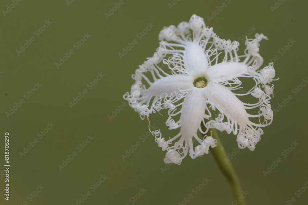 The beauty of winged bean flowers in full bloom. This plant whose fruit ...