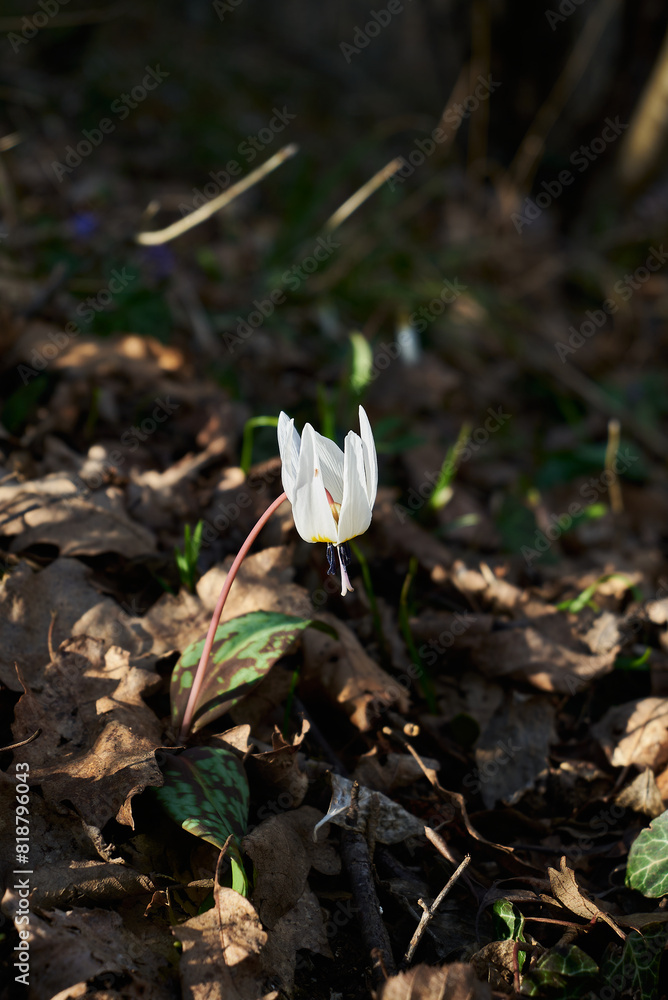 Erythronium dens-canis, the dog's tooth violet or dogtooth violet in ...