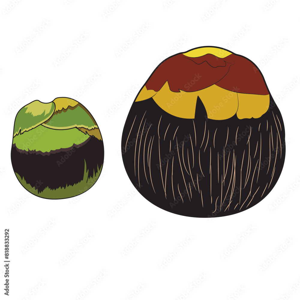 palmyra palm tree leaf flat vector illustration logo icon clipart ...