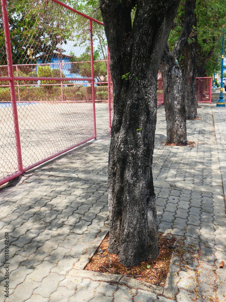 tamarind tree trunk It has black, rough bark and the playground as ...