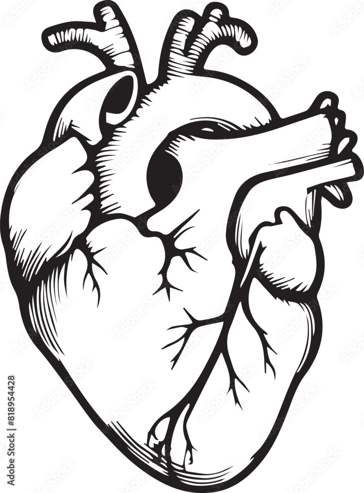 Human heart anatomically correct hand drawn line art and dotwork. Flash ...