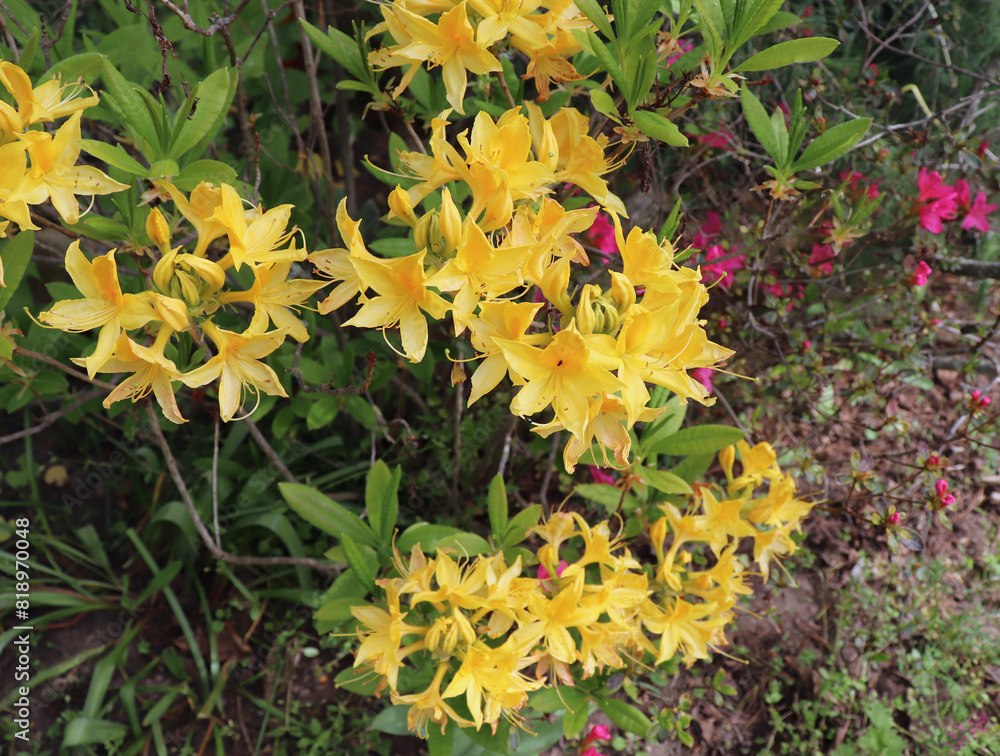 Big yellow azalea or Rhododendron in an organic garden. Season of ...
