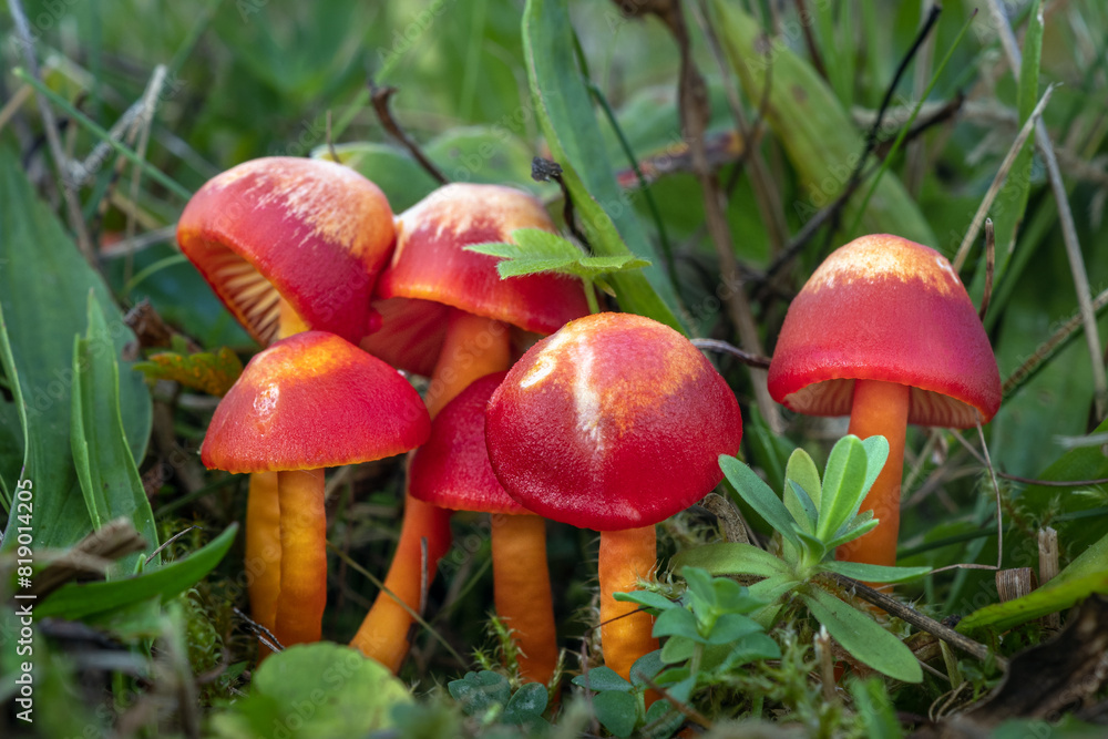 Red scarlet waxcap mushrooms (Hygrocybe coccinea) in the grass Stock ...