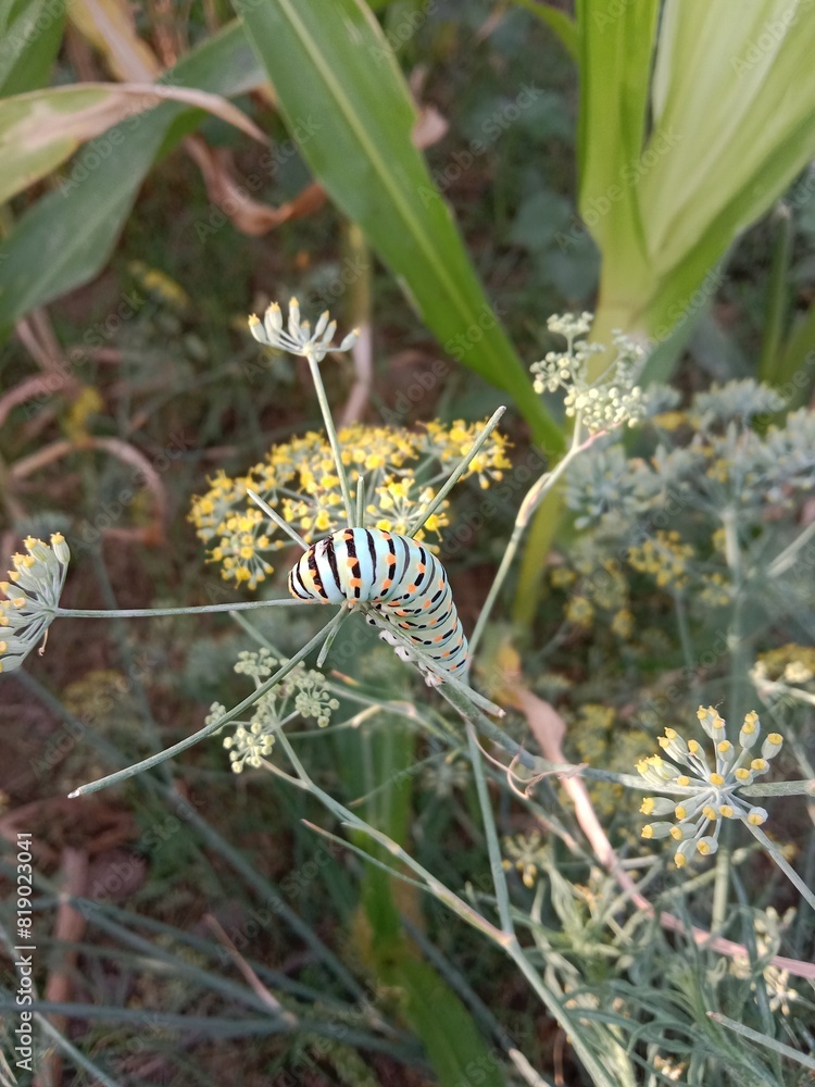 The huge Asian death's head hawkmoth caterpillar has a dim green body ...
