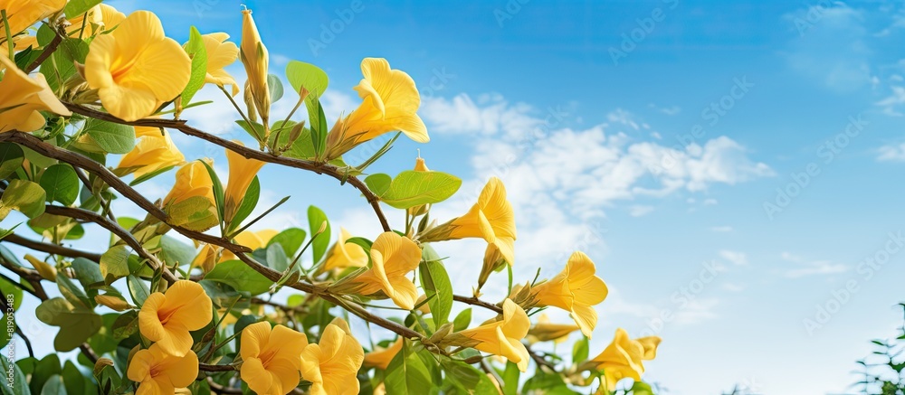 Allamanda cathartica or golden trumpet flowers on tree in the field ...