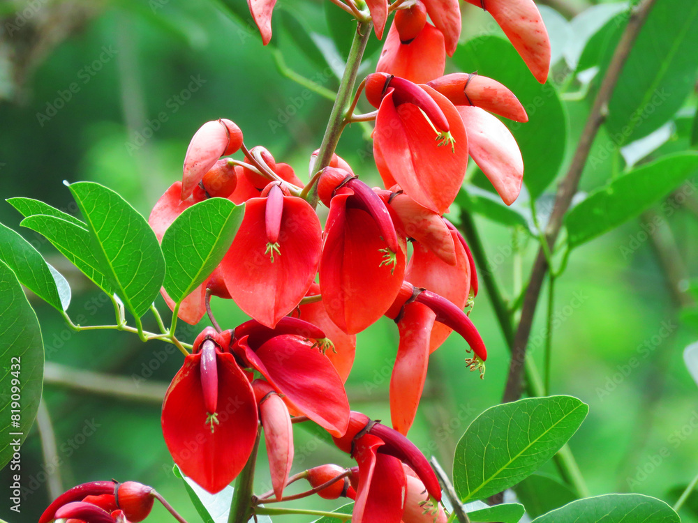 Erythrina crista-galli, also known as the cockspur coral tree, ceibo or ...