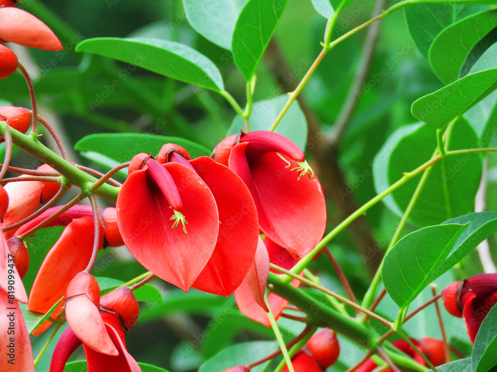 Erythrina crista-galli, also known as the cockspur coral tree, ceibo or corticeira. Stock Photo ...