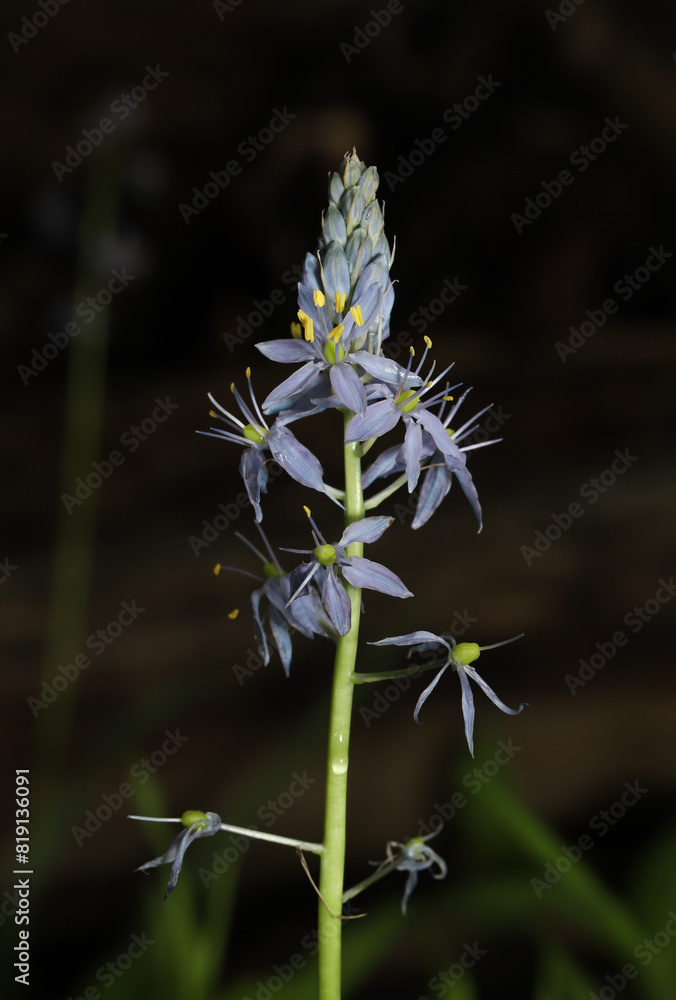 Flowers of the Atlantic Camas (Camassia scilloides), which bloom in ...
