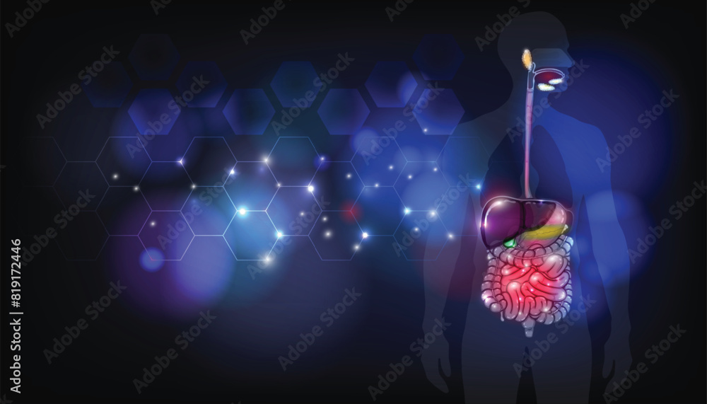 The digestive system abstract background. The picture shows the ...