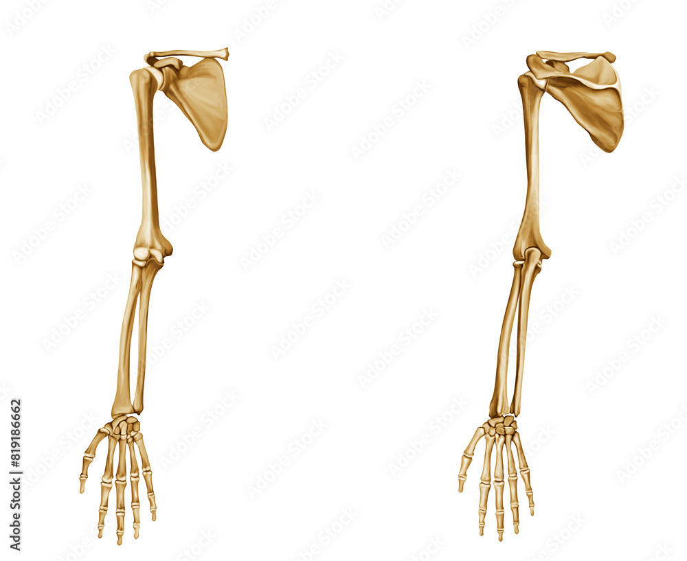 Hand Bone Anatomy Front & Back White background Stock Illustration ...