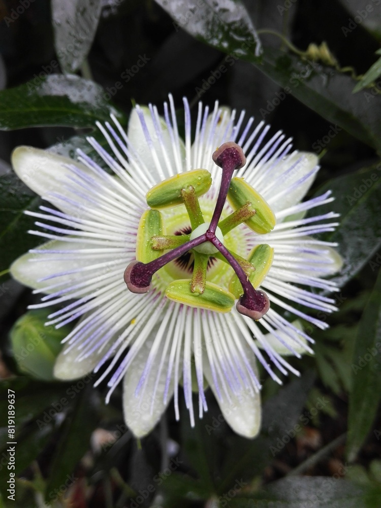 Foto de Passion Flower (Passiflora caerulea) leaf in tropical garden ...